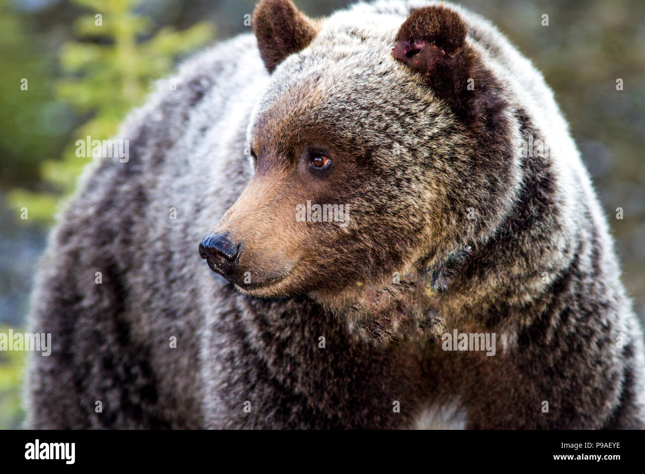 Facing sideways hi-res stock photography and images - Alamy