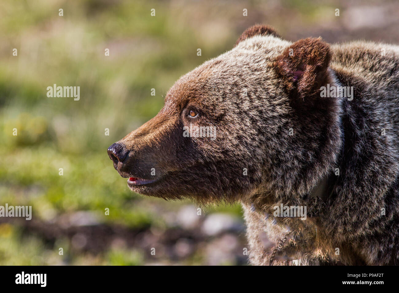 Grizzly Bear Male (Ursus arctos horribilis) Front on, full frame, close up. shot of grizzly male ...
