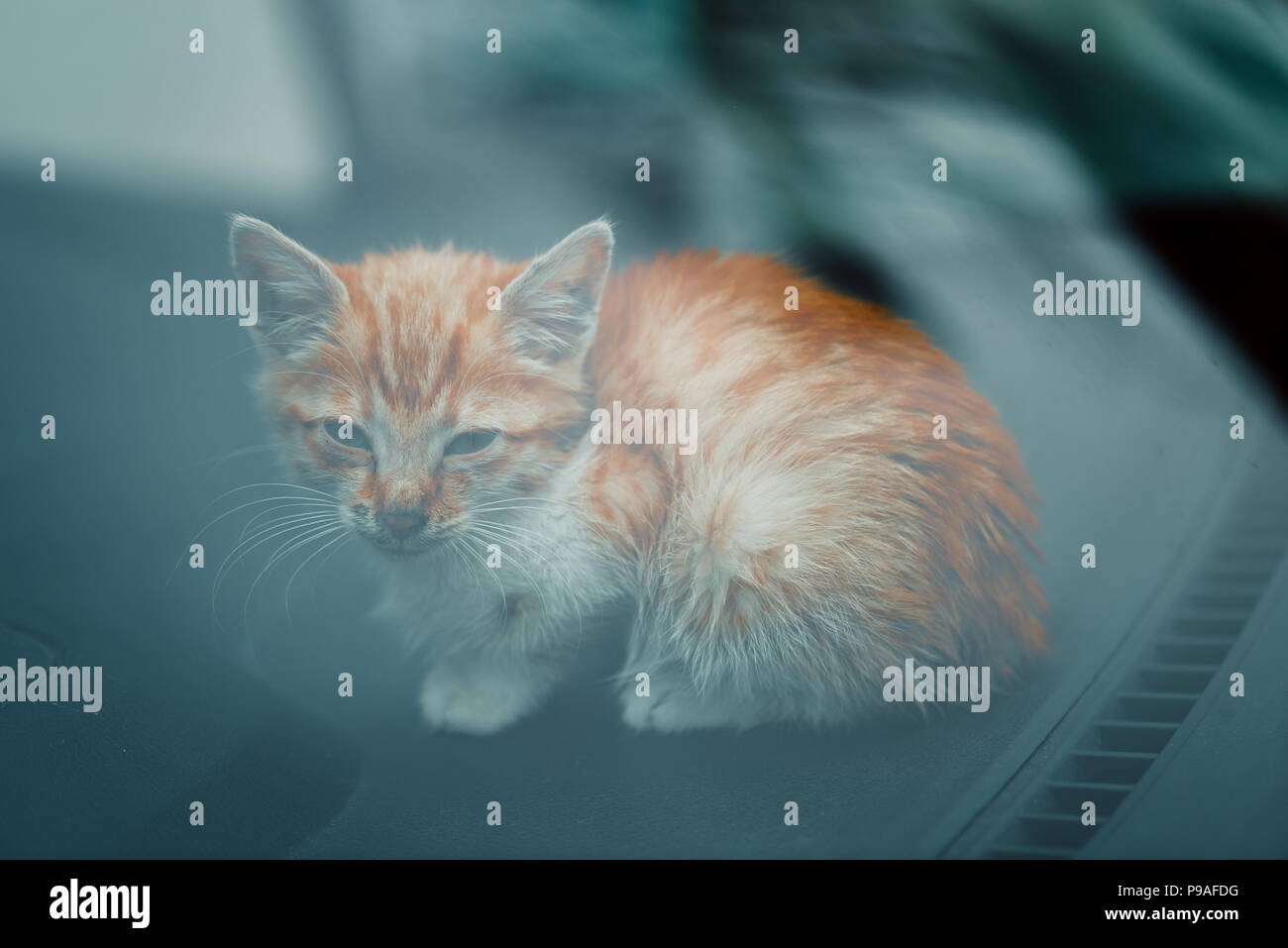 Pet behind glass hi-res stock photography and images - Alamy