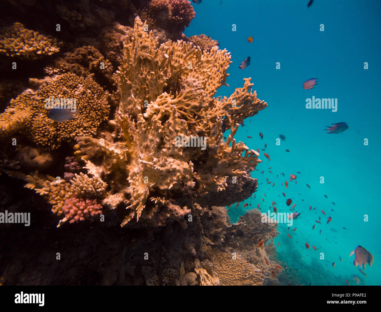 The underwater world of the Red Sea Stock Photo - Alamy