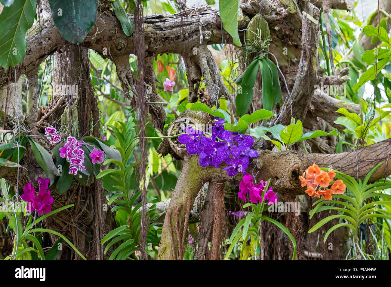 Tropical Forest Plants
