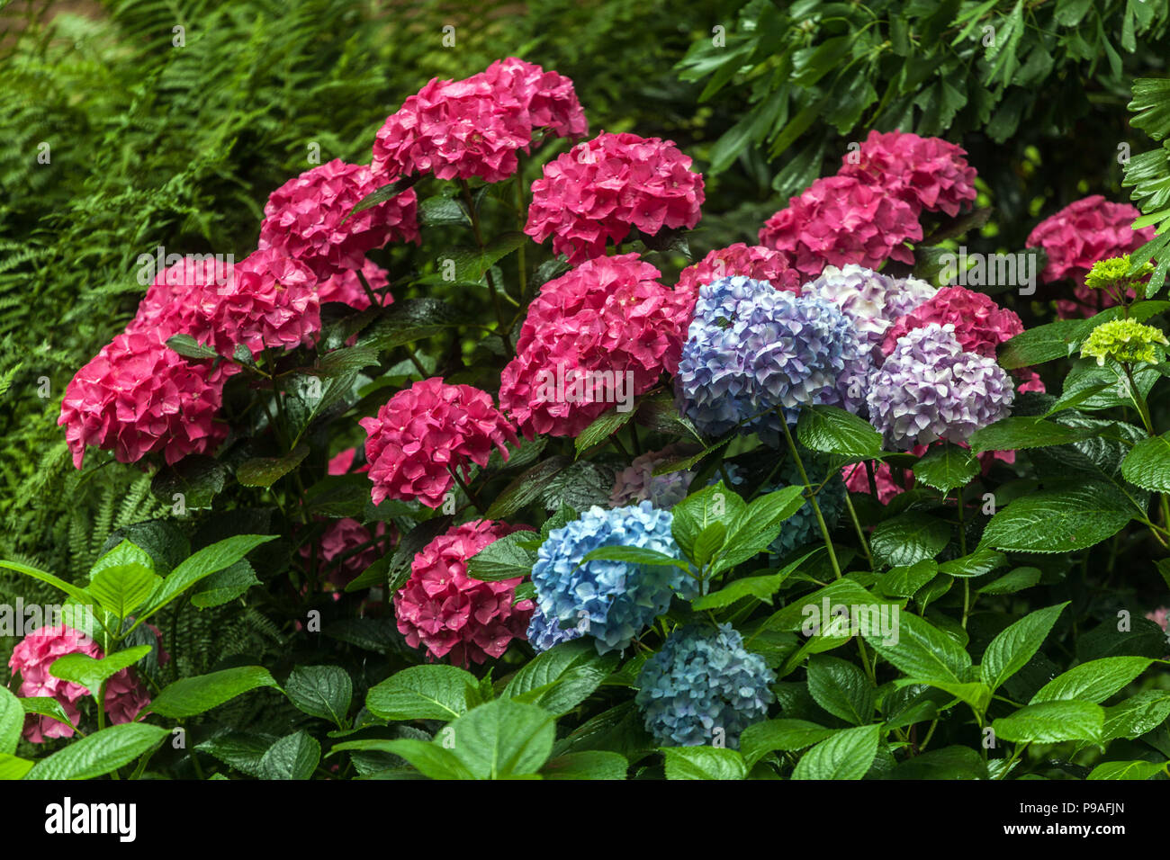 Hortensia hortensia macrophylla hi-res stock photography and images - Alamy