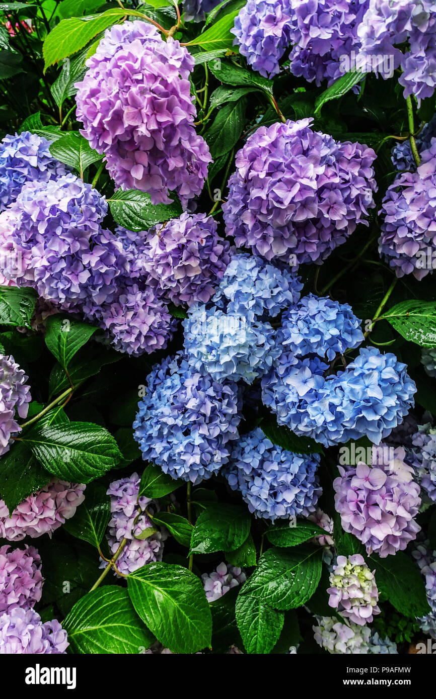 Blue Bigleaf hydrangea, Hydrangea macrophylla, Hortensia flowers Stock ...