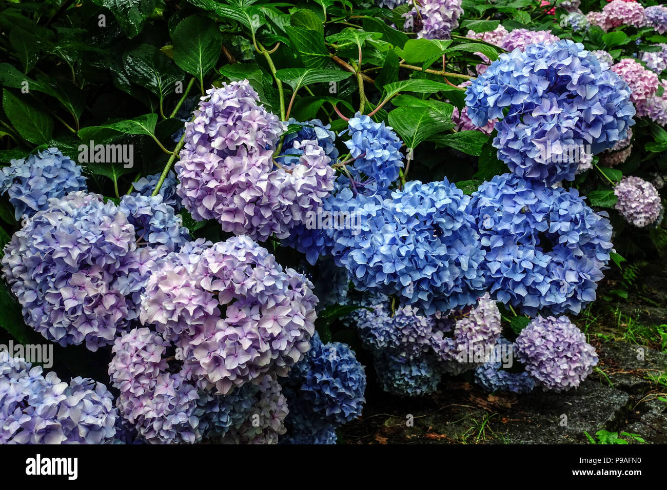 Blue Bigleaf hydrangea, Hydrangea macrophylla, Hortensia Stock Photo ...