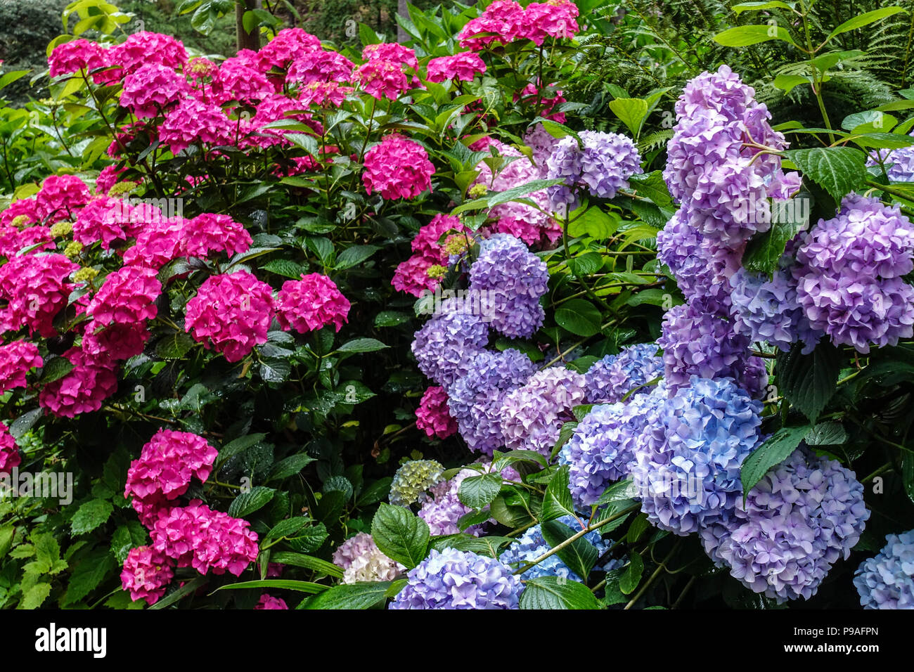 Bigleaf hydrangea garden Hydrangea macrophylla, Hortensia Stock Photo ...