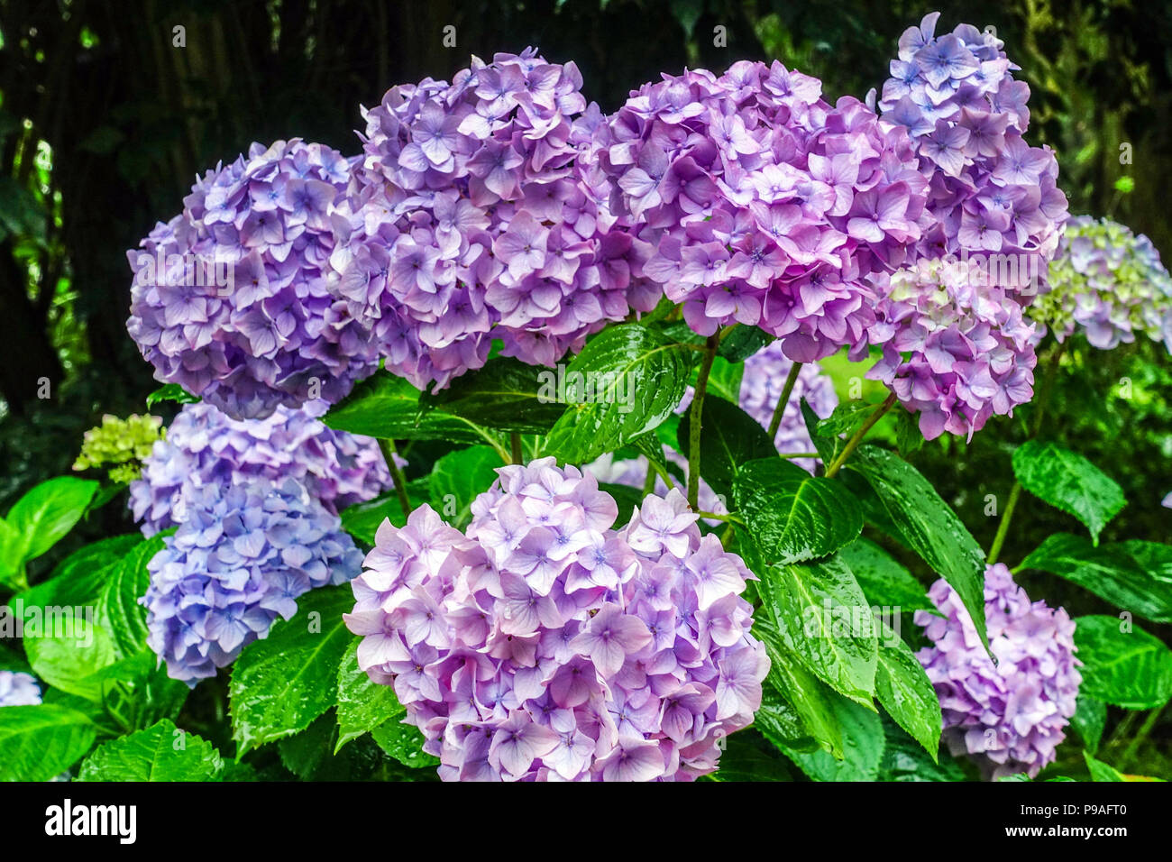 Blue Bigleaf hydrangea, Hydrangea macrophylla, Hortensia Stock Photo ...