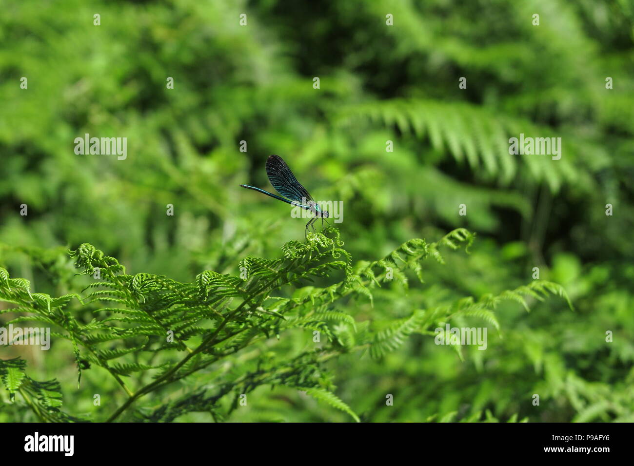Dragonfly on a fern in beautiful scenery Stock Photo - Alamy