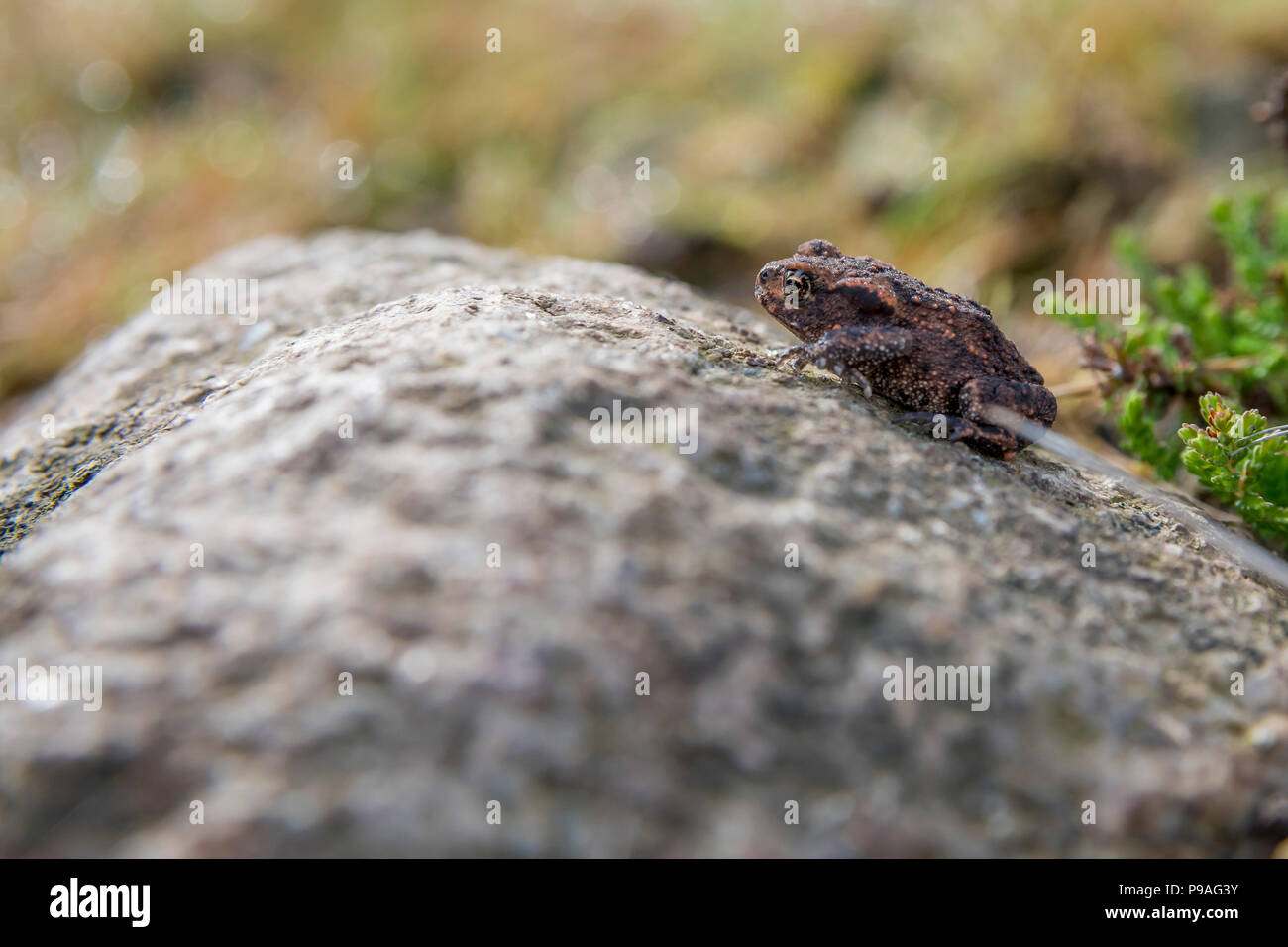 Ivy Mining Bee Stock Photo - Alamy