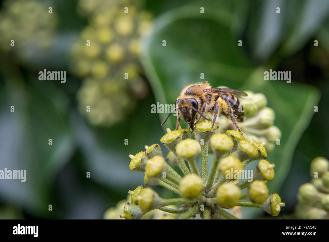 Ivy bee uk hi-res stock photography and images - Alamy