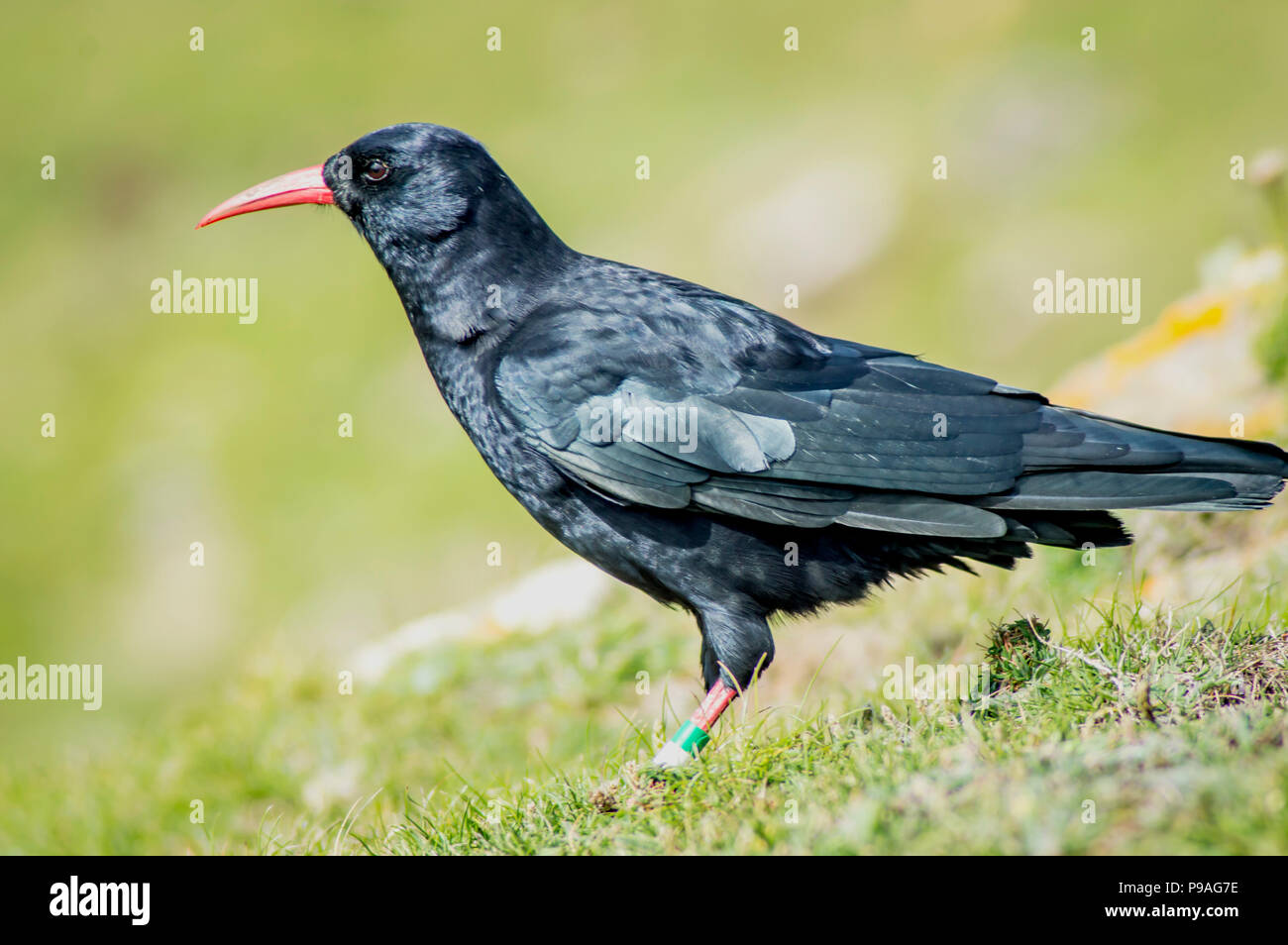 Cornish Chough Stock Photo - Alamy Cornish Chough Stock Photo - Alamy