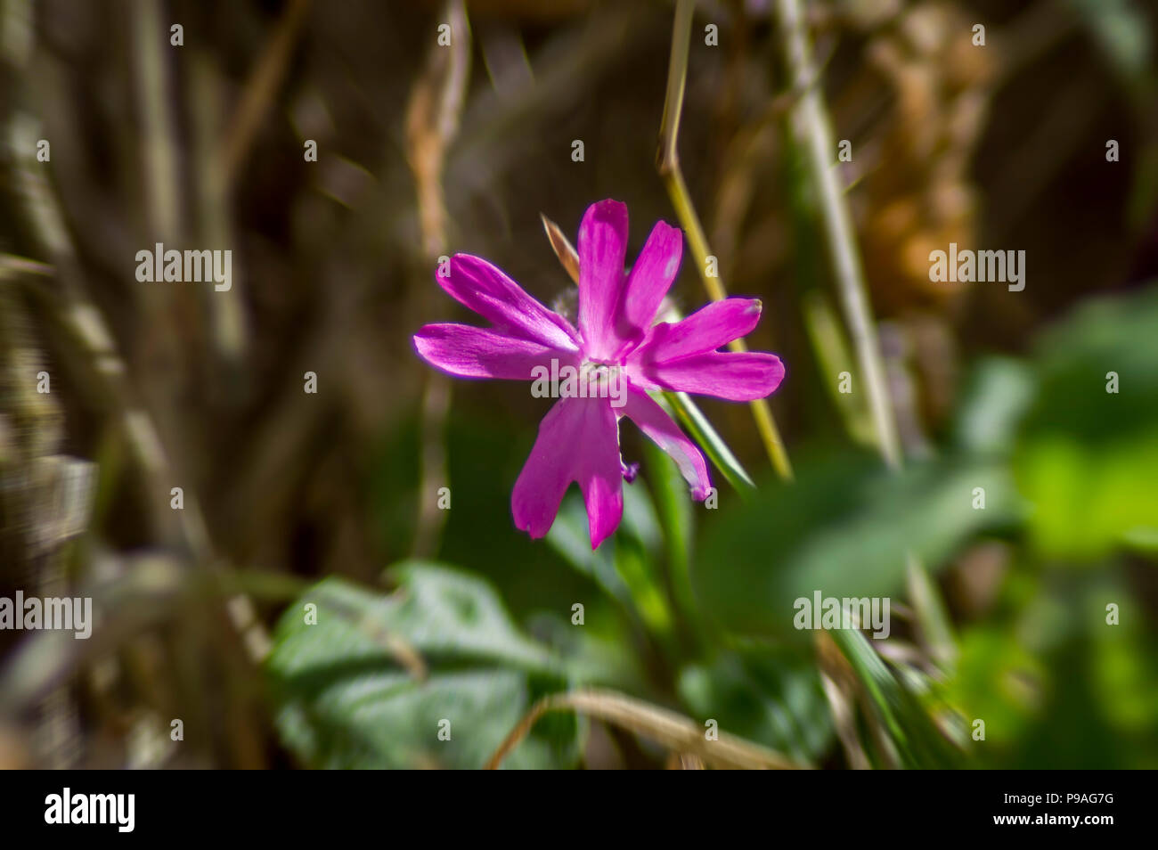 British flora hi-res stock photography and images - Alamy