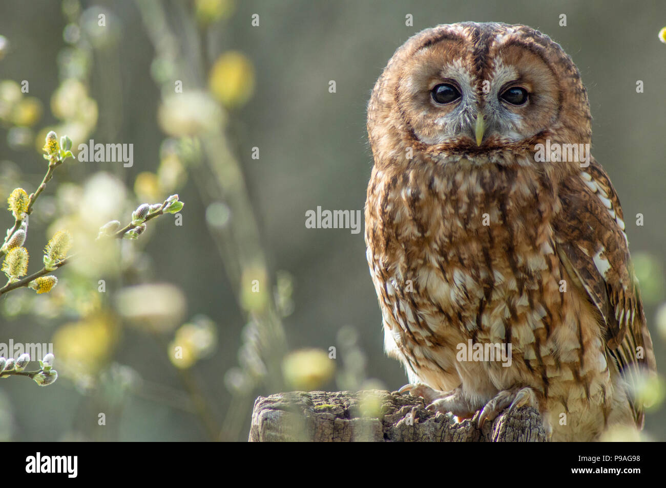 Owls of Cornwall Stock Photo - Alamy