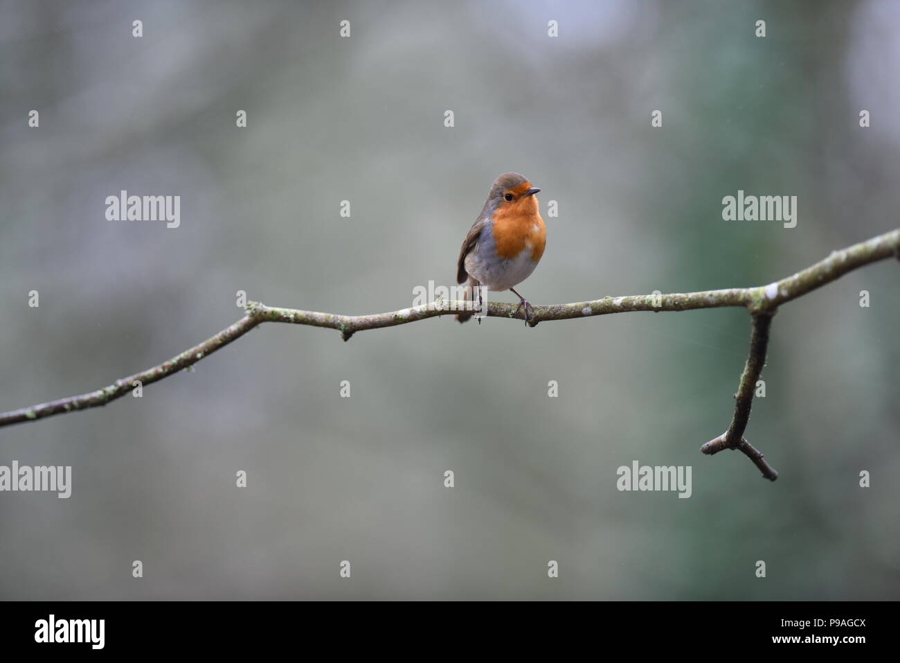 Happy robins hi-res stock photography and images - Alamy
