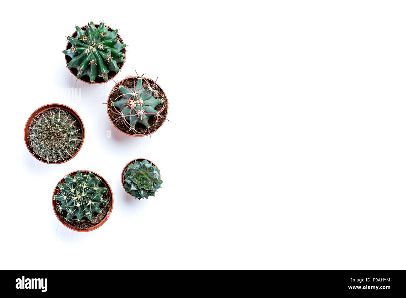Succulents, cacti on a white wooden background, Transplant, gardening ...
