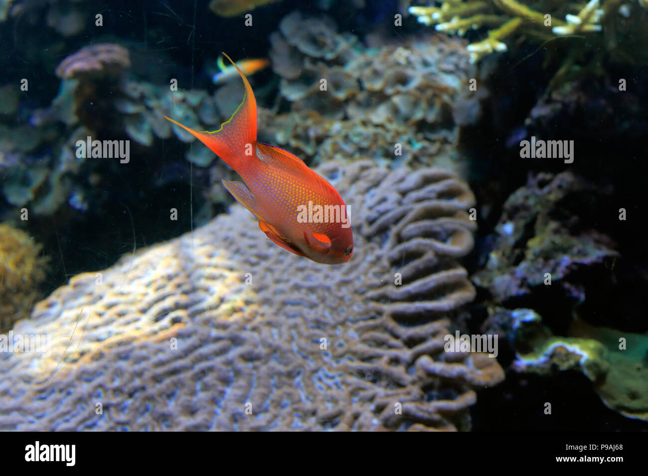Shoal fish tropical sea hi-res stock photography and images - Alamy