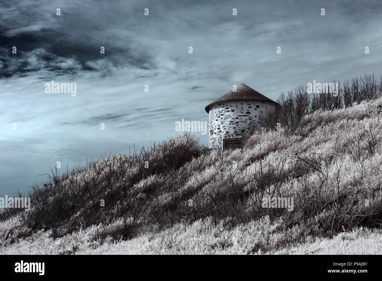 Secular plants hi-res stock photography and images - Alamy