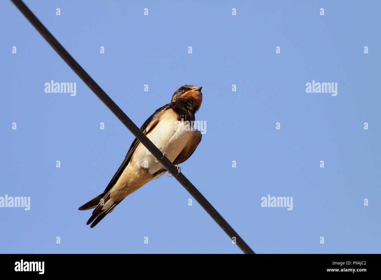 Common Swallow High Resolution Stock Photography and Images - Alamy