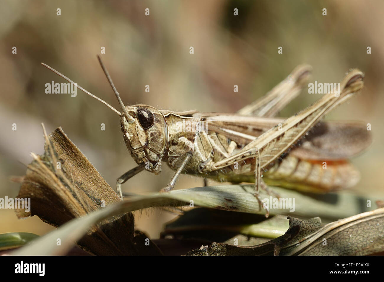 Closeup image of a Grasshopper sitting on vegetation Stock Photo - Alamy
