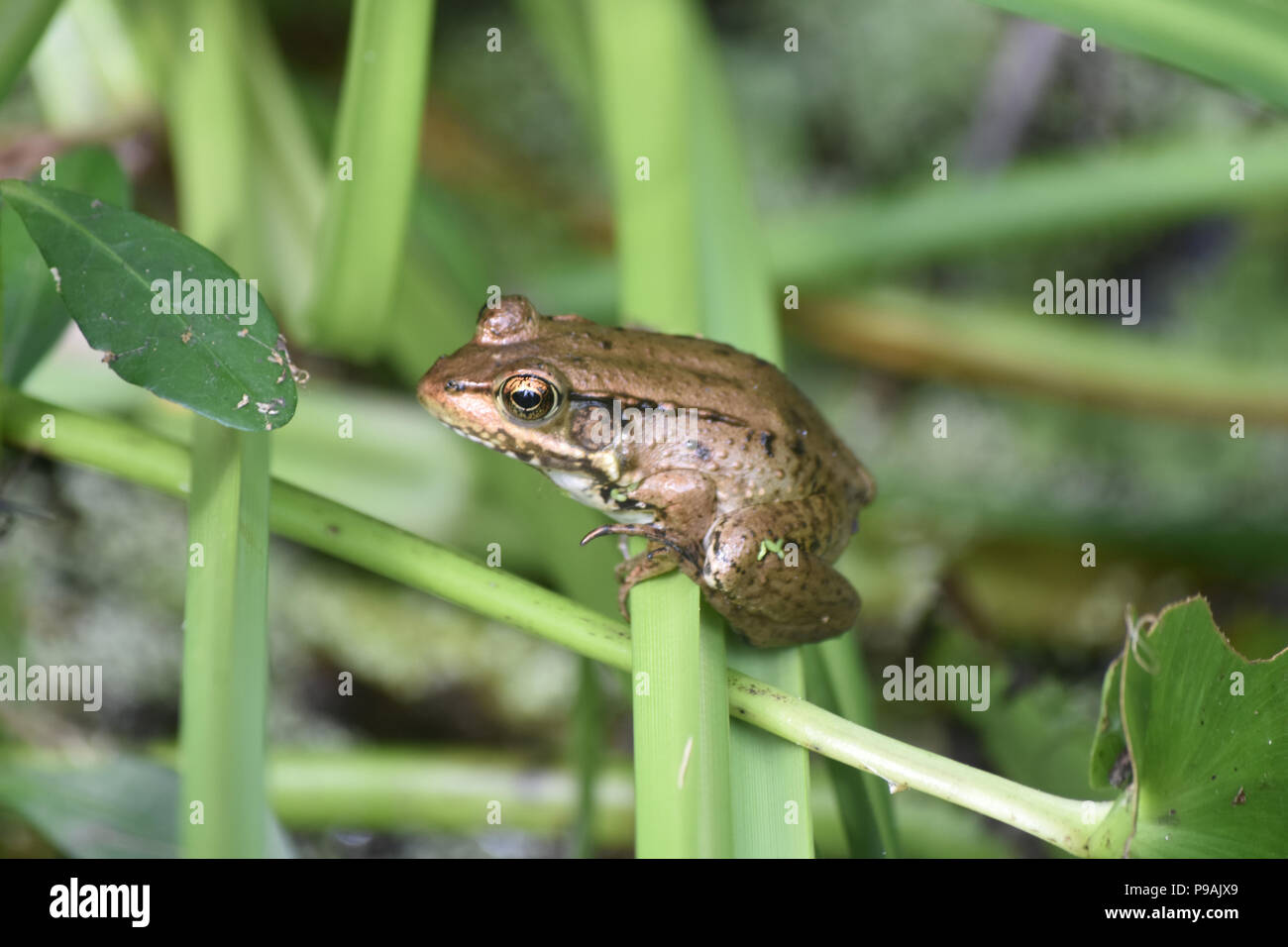 Great close up look at a frog sitting on a plant Stock Photo - Alamy