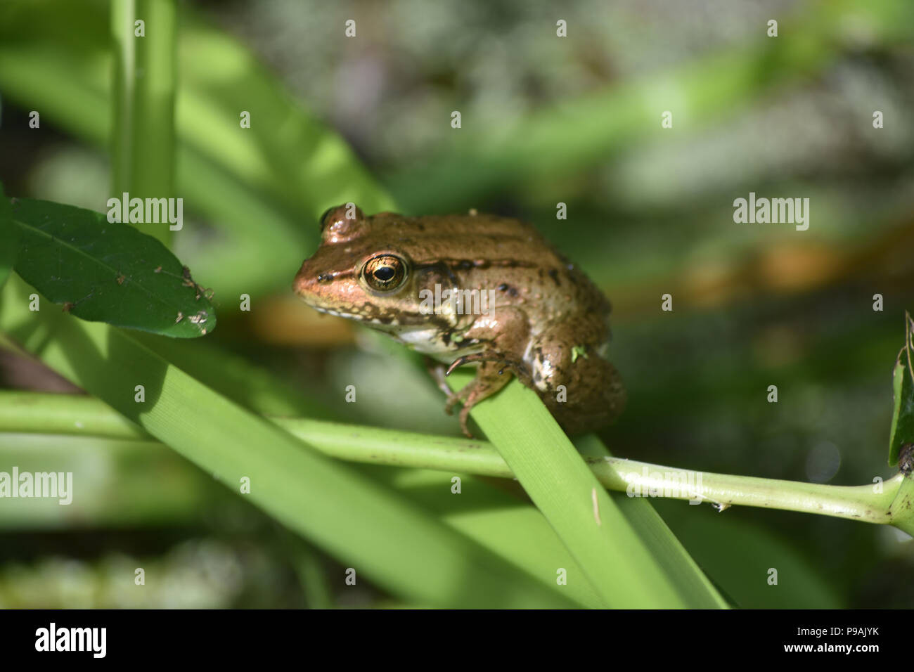 Louisiana green tree frog hi-res stock photography and images - Alamy