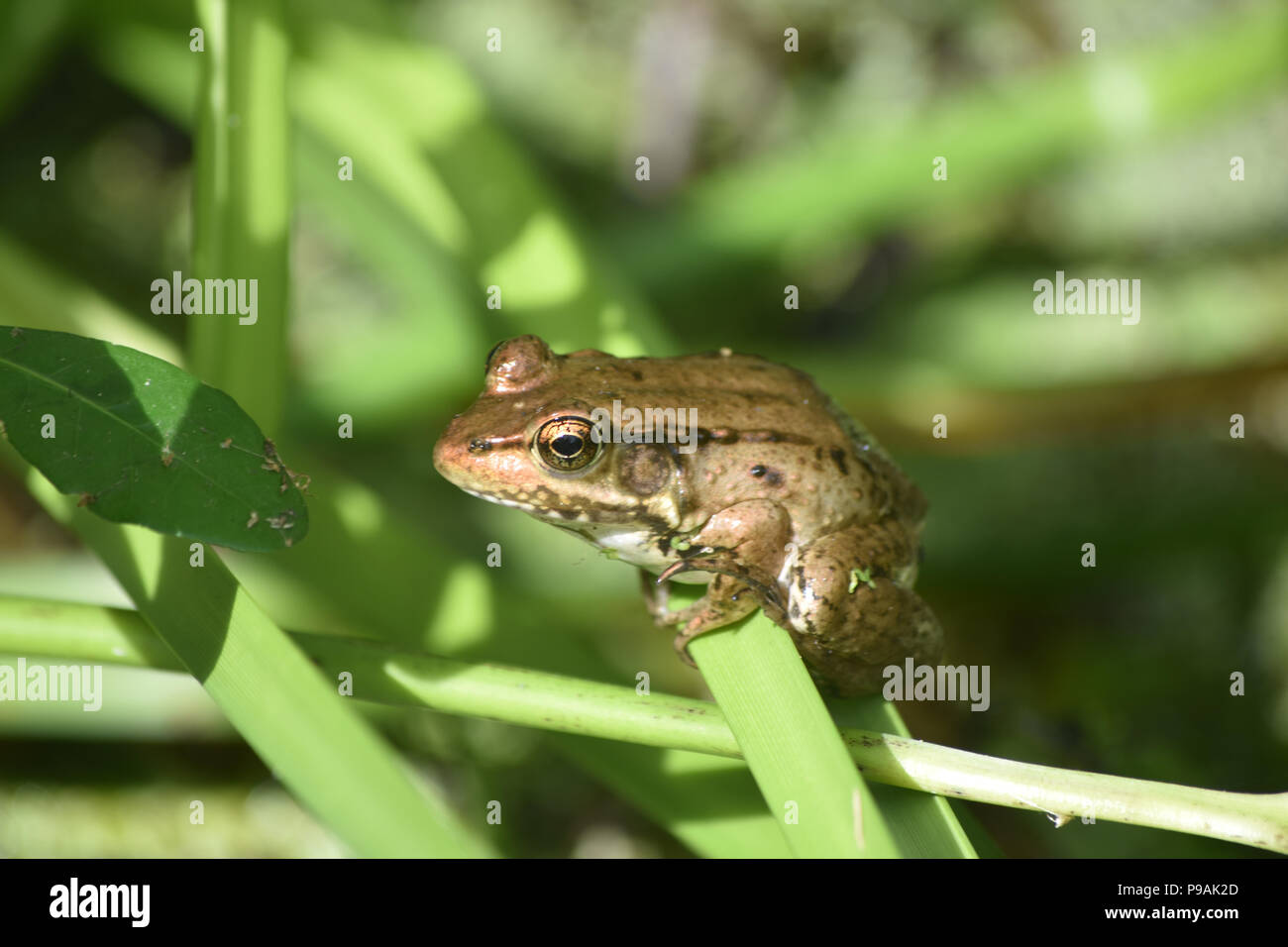 A close up look at a frog in Barataria Preserve Stock Photo - Alamy