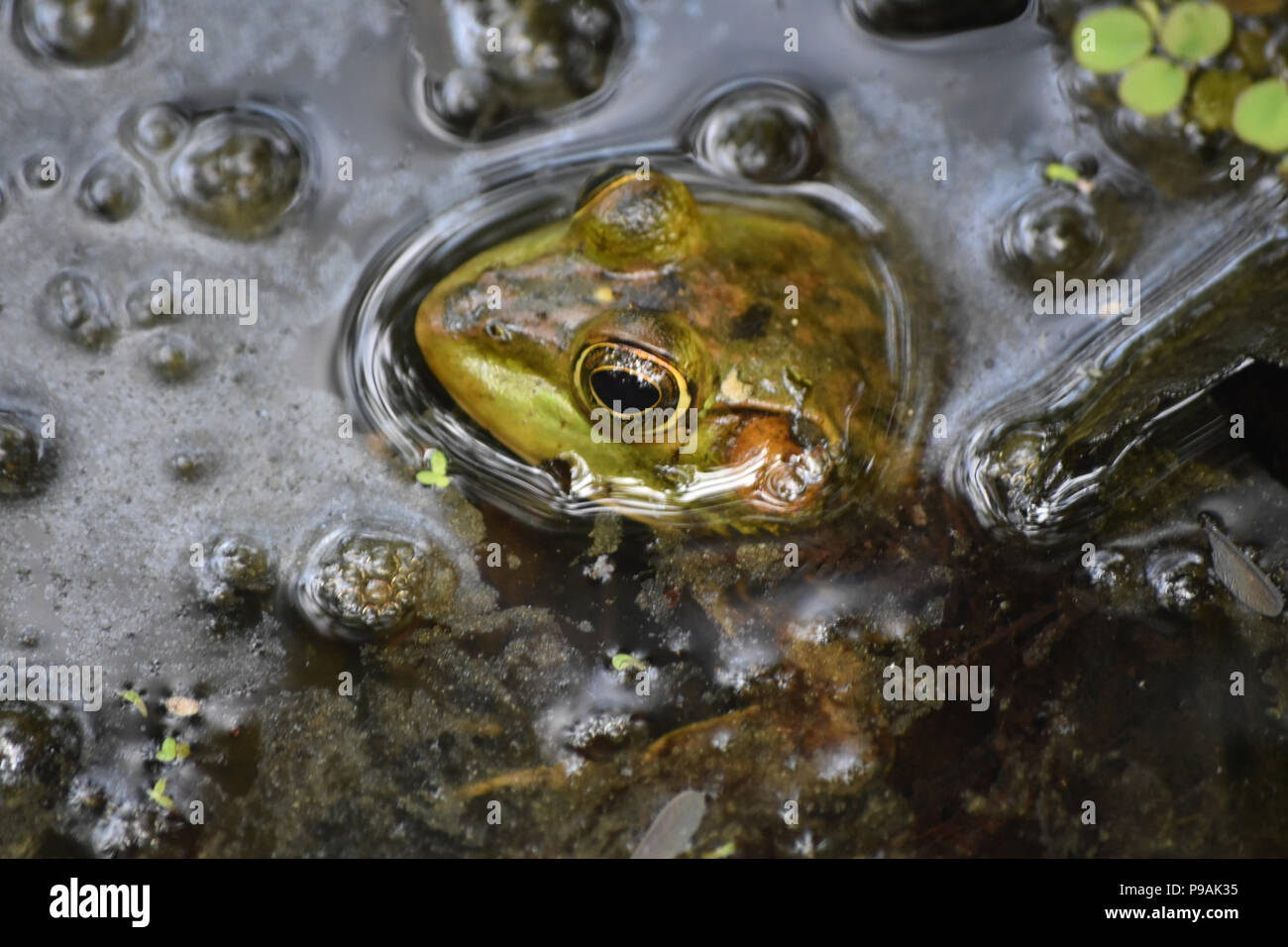 Large bullfrog peering out of the Louisiana bayou Stock Photo - Alamy
