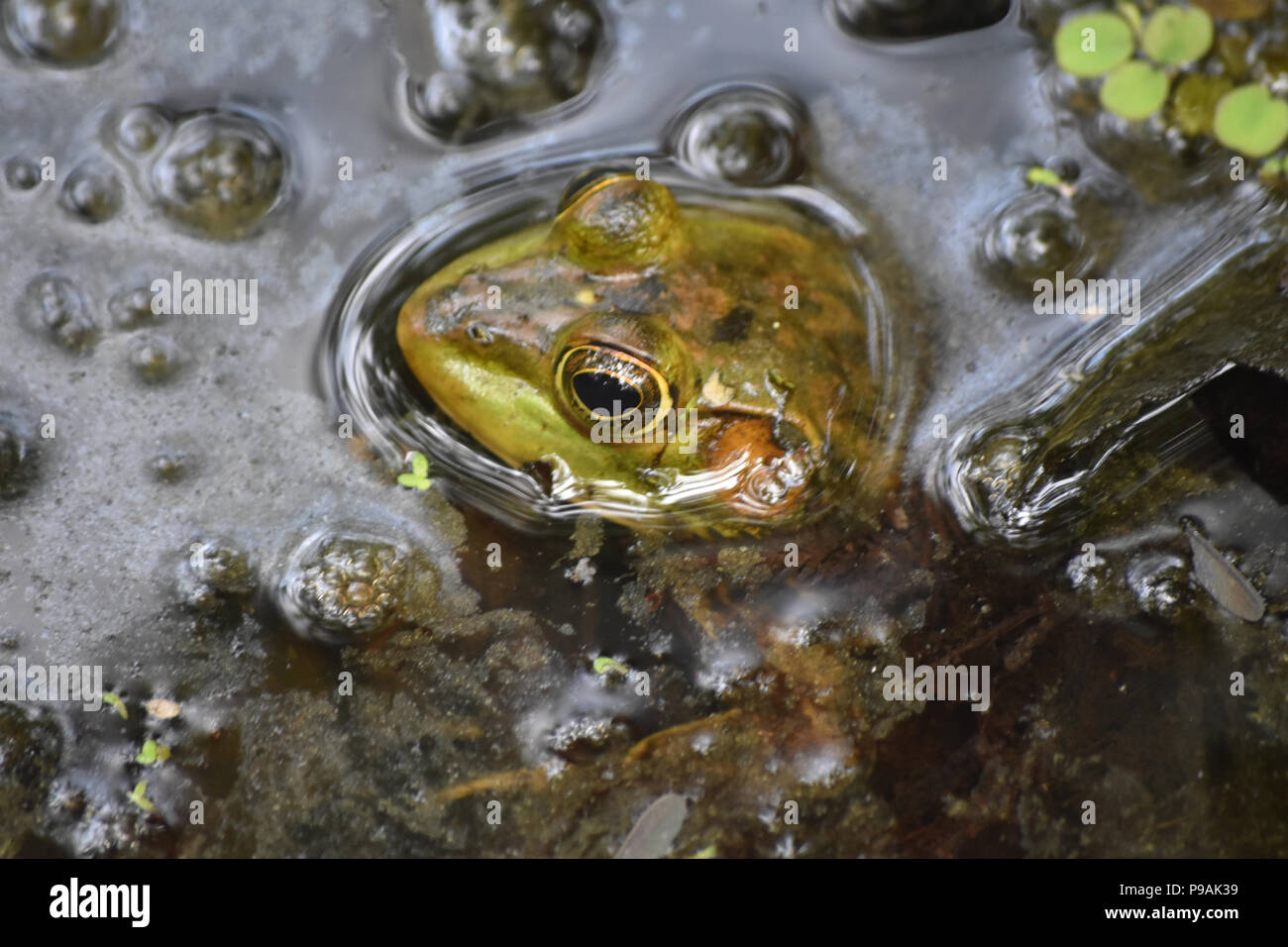 Large bullfrog gazing out of the swamp in Louisiana Stock Photo - Alamy