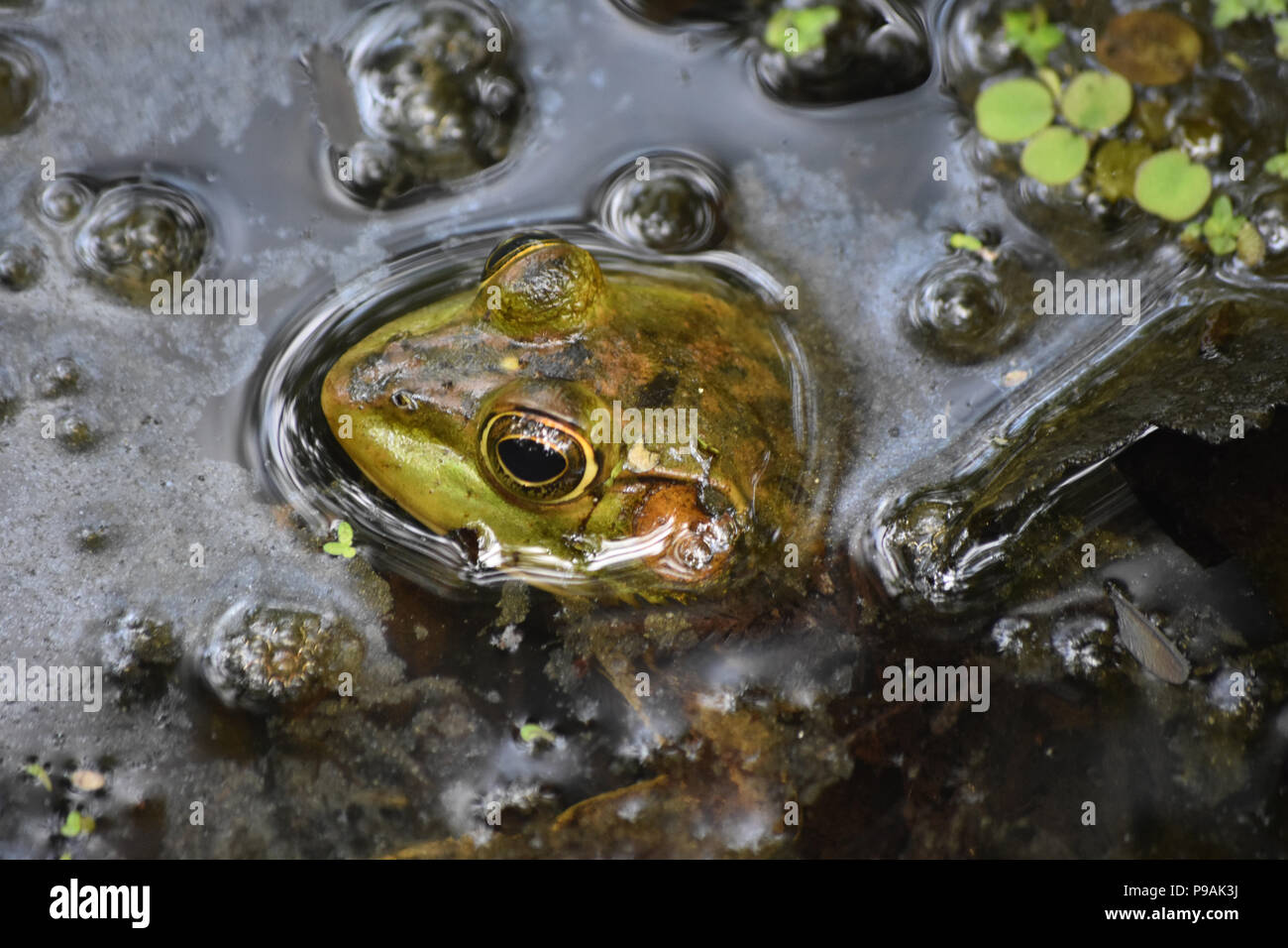 Big bullfrog up close have immersed in the swamp Stock Photo - Alamy