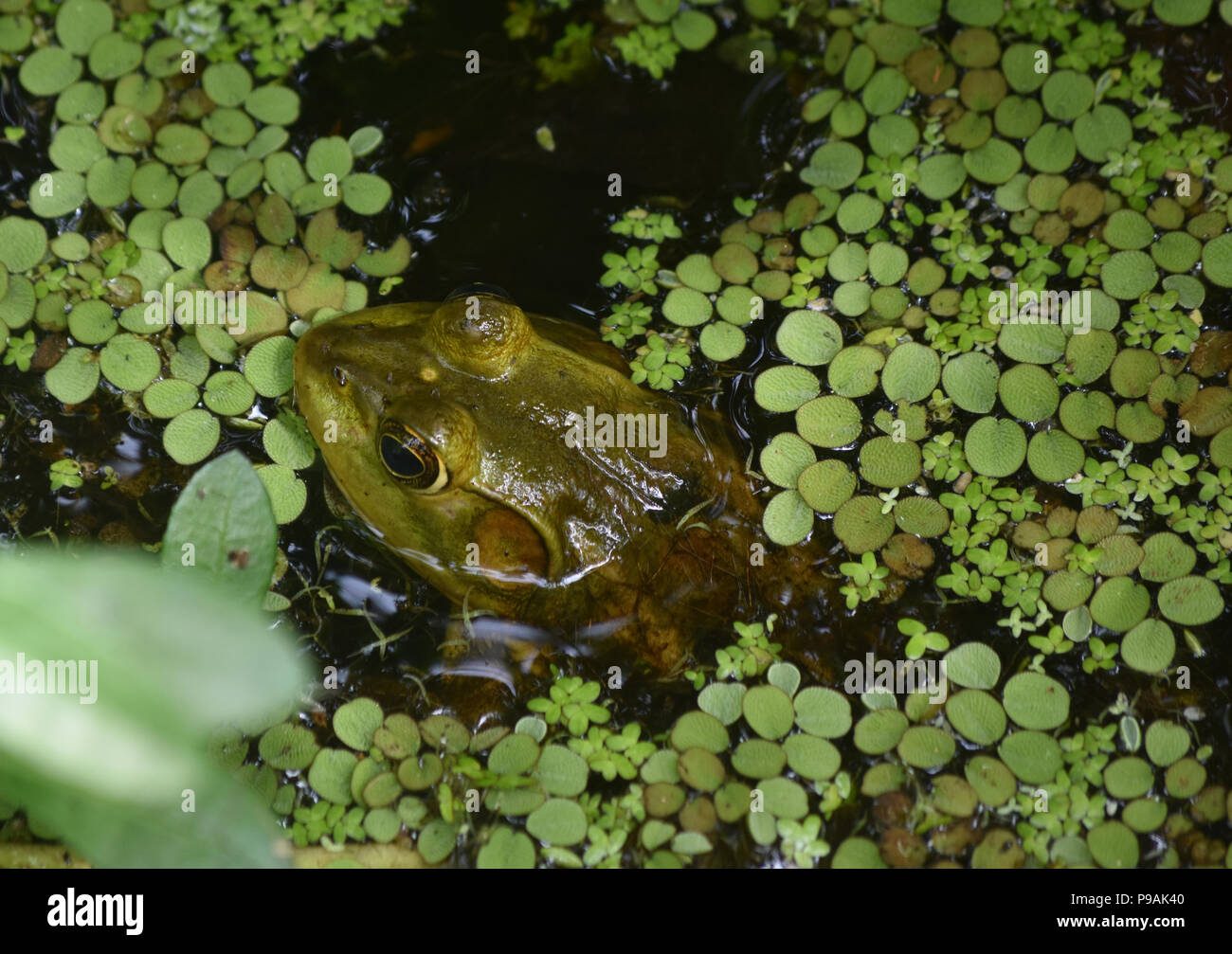 Close up look at a bullfrog in the Louisiana swamp Stock Photo - Alamy