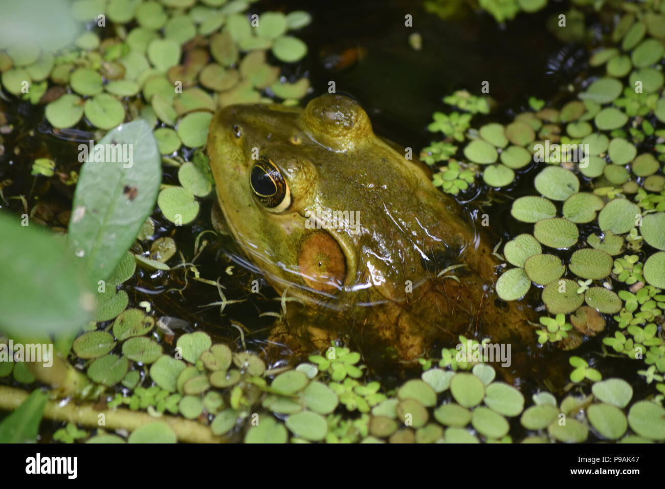 Bayou bullfrog sitting half immerged in water Stock Photo - Alamy