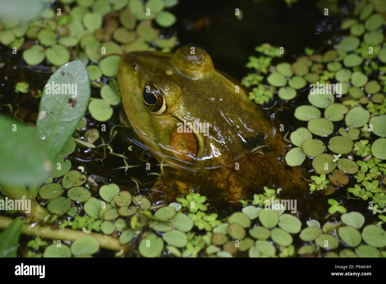 Barataria swamp hi-res stock photography and images - Alamy