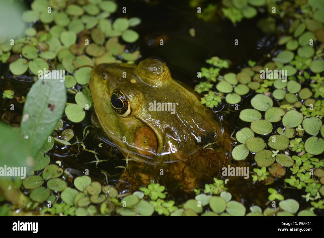 Large bullfrog sitting in the bayou of Louisiana Stock Photo - Alamy