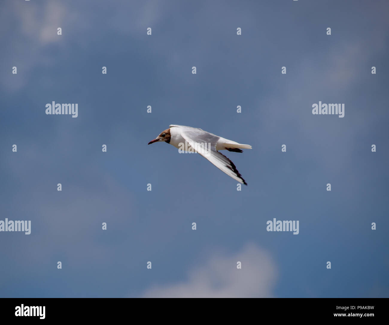 Double sweep hi-res stock photography and images - Alamy