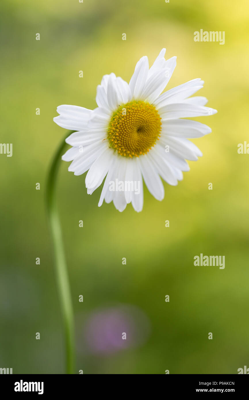 Moon daisy hi-res stock photography and images - Alamy