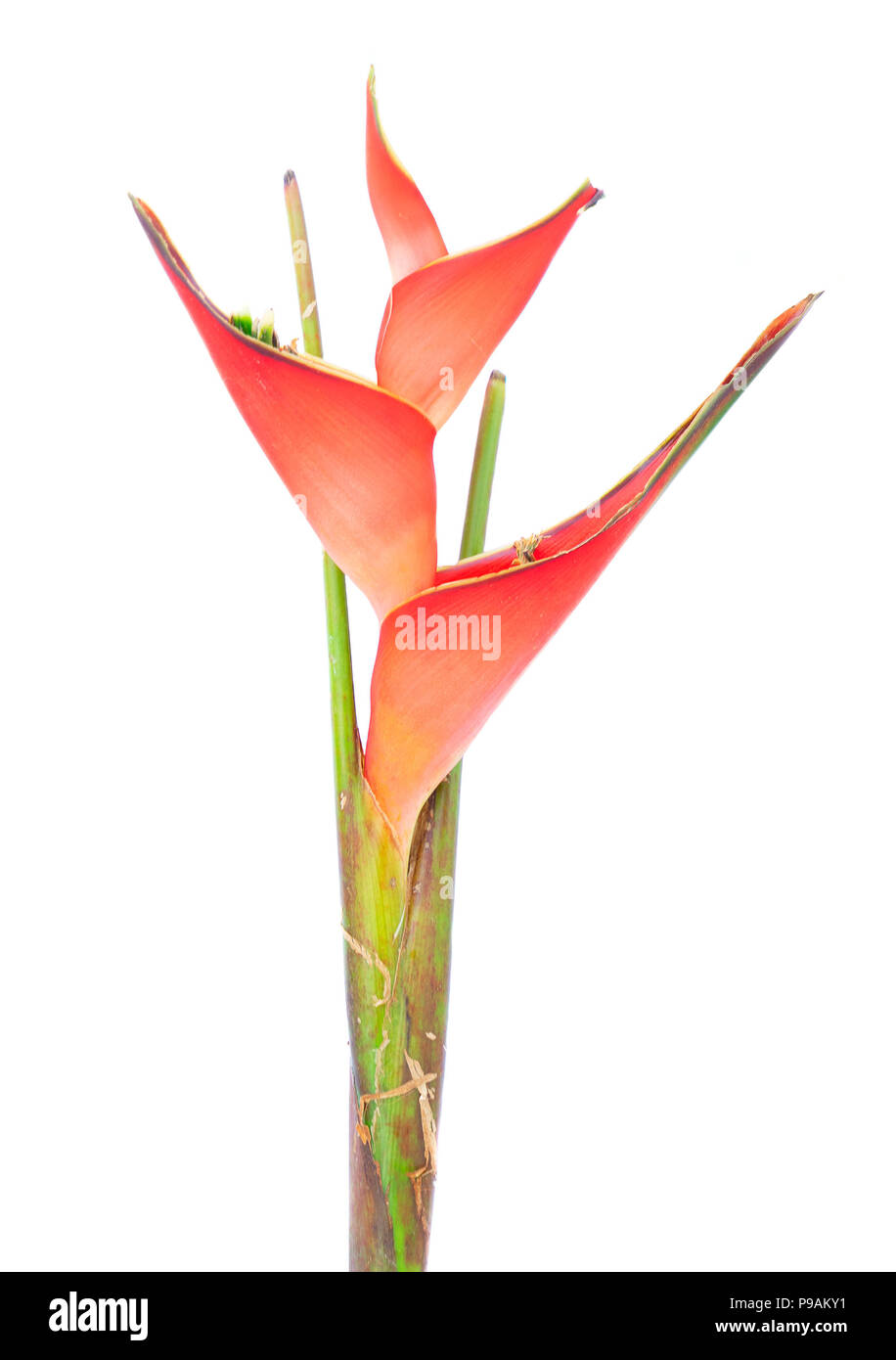 Heliconia red flowers Stock Photo - Alamy
