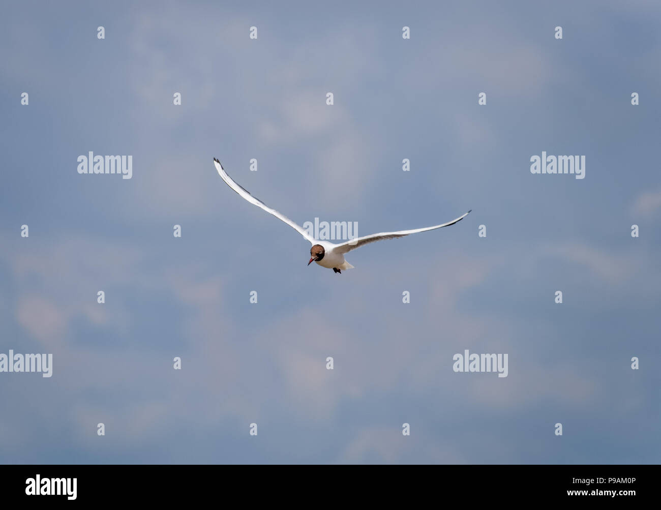 Ordinary seagull hi-res stock photography and images - Alamy