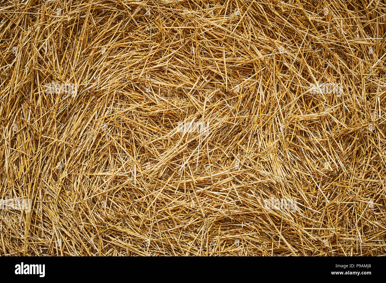 Dry golden yellow straw grass background texture after havesting. Close ...