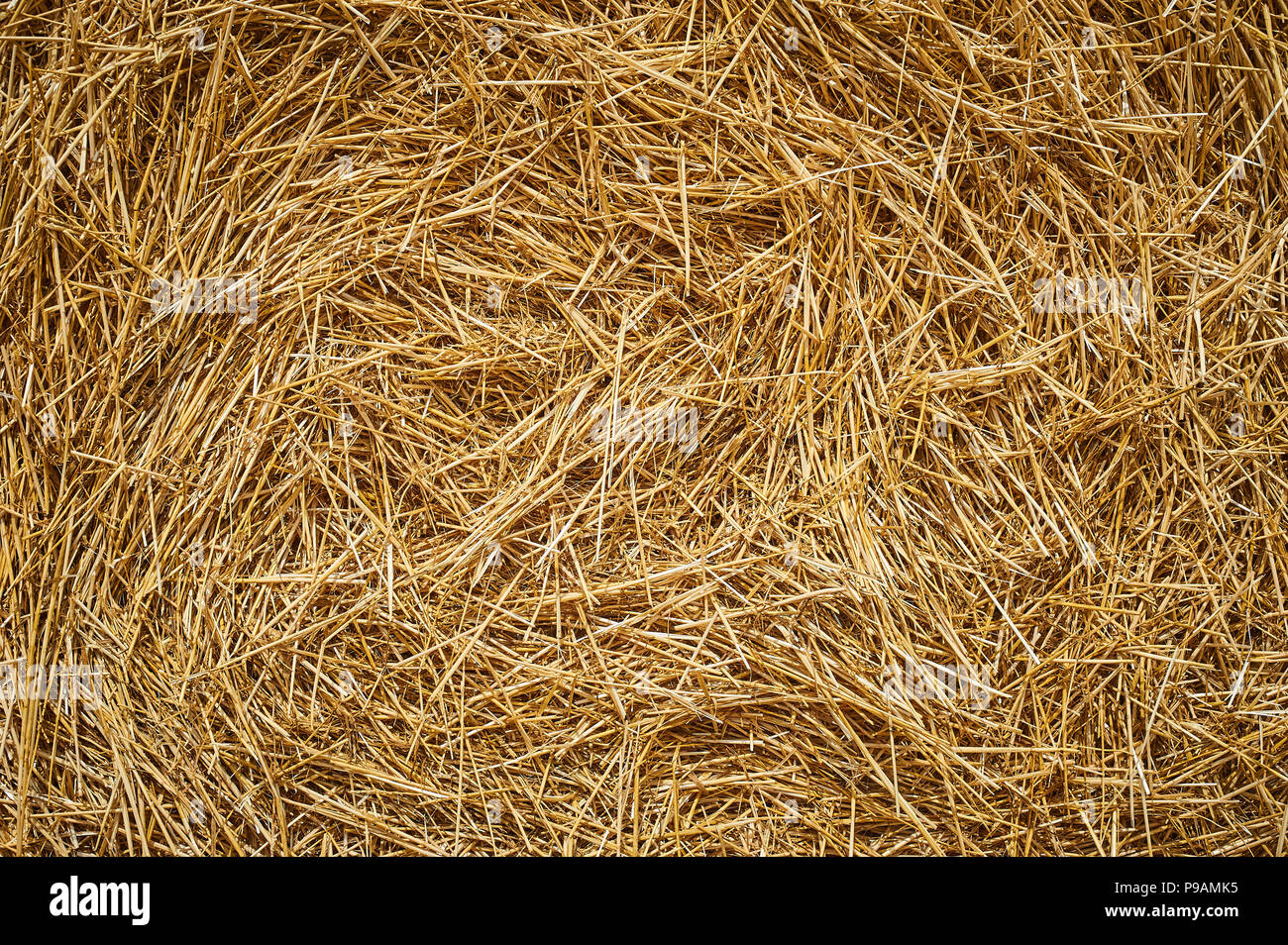 Dry golden yellow straw grass background texture after havesting. Close ...