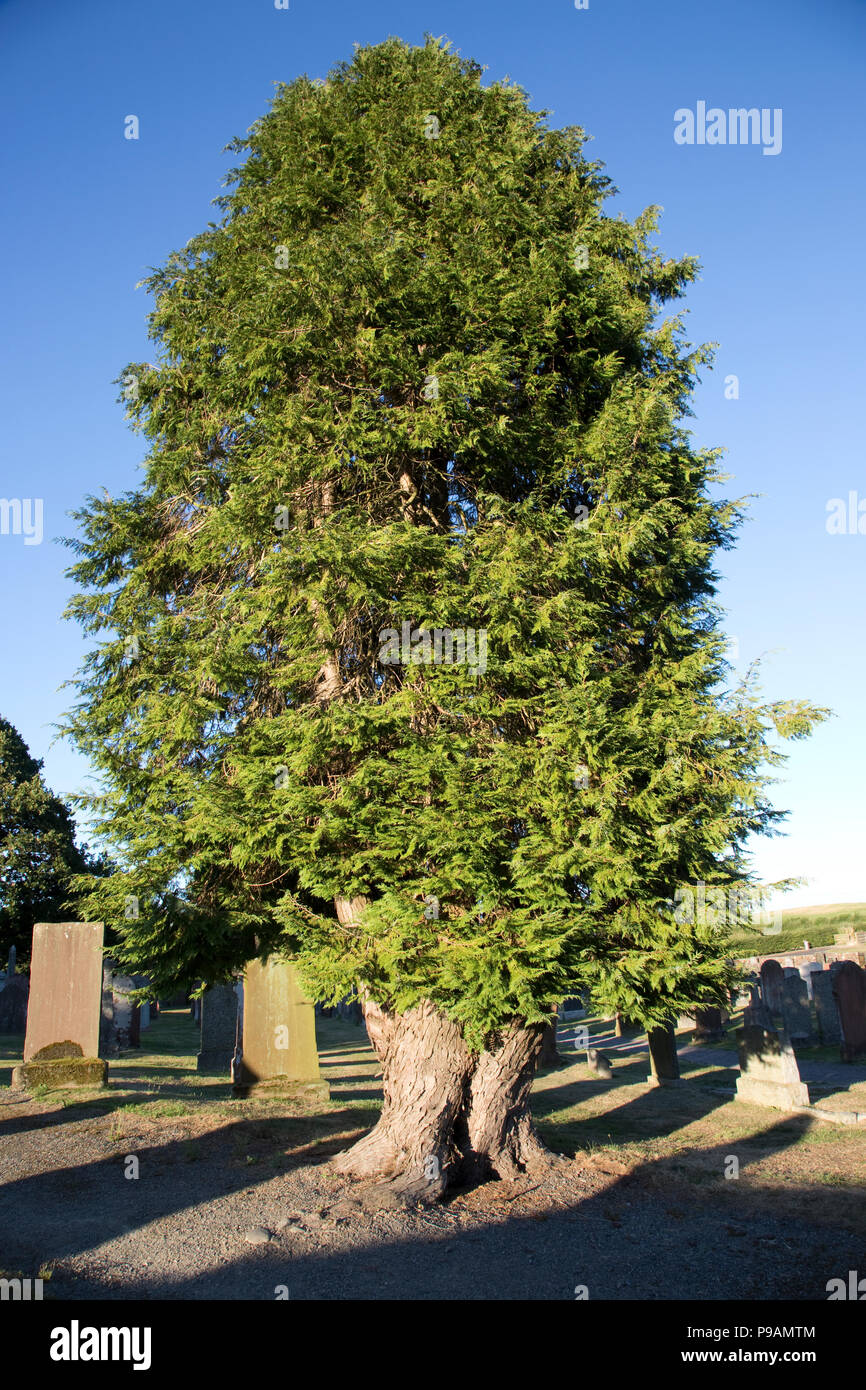 Yew tree hi-res stock photography and images - Alamy