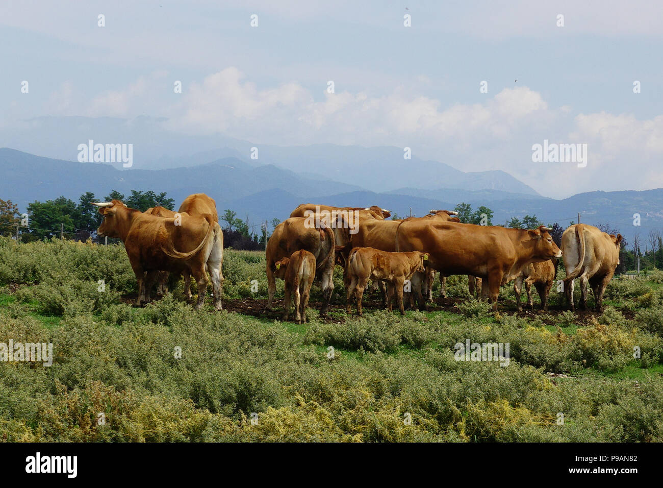Group cows running in field hi-res stock photography and images - Alamy