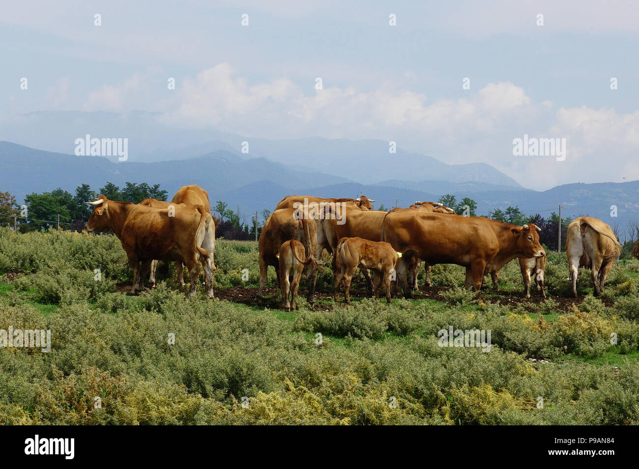 Group cows running in field hi-res stock photography and images - Alamy
