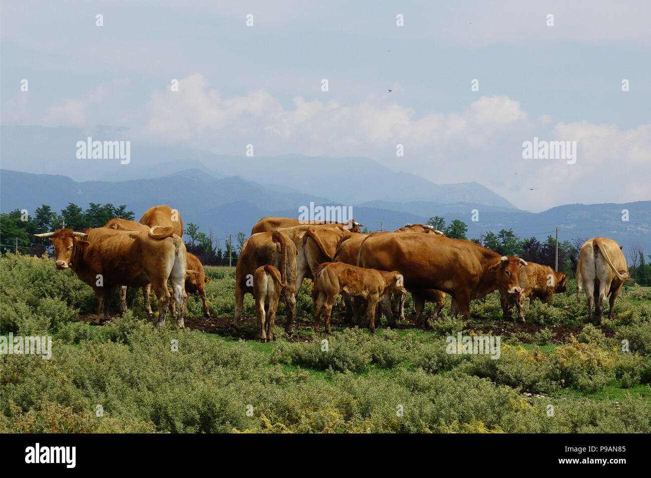Group cows running in field hi-res stock photography and images - Alamy