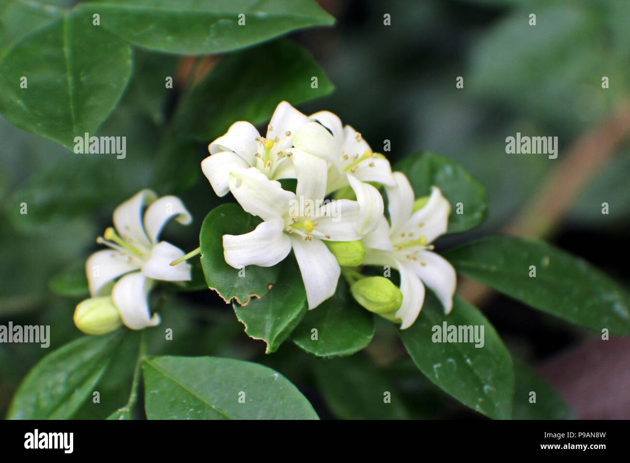A close up of a cluster of small white flowers and flower buds on a ...