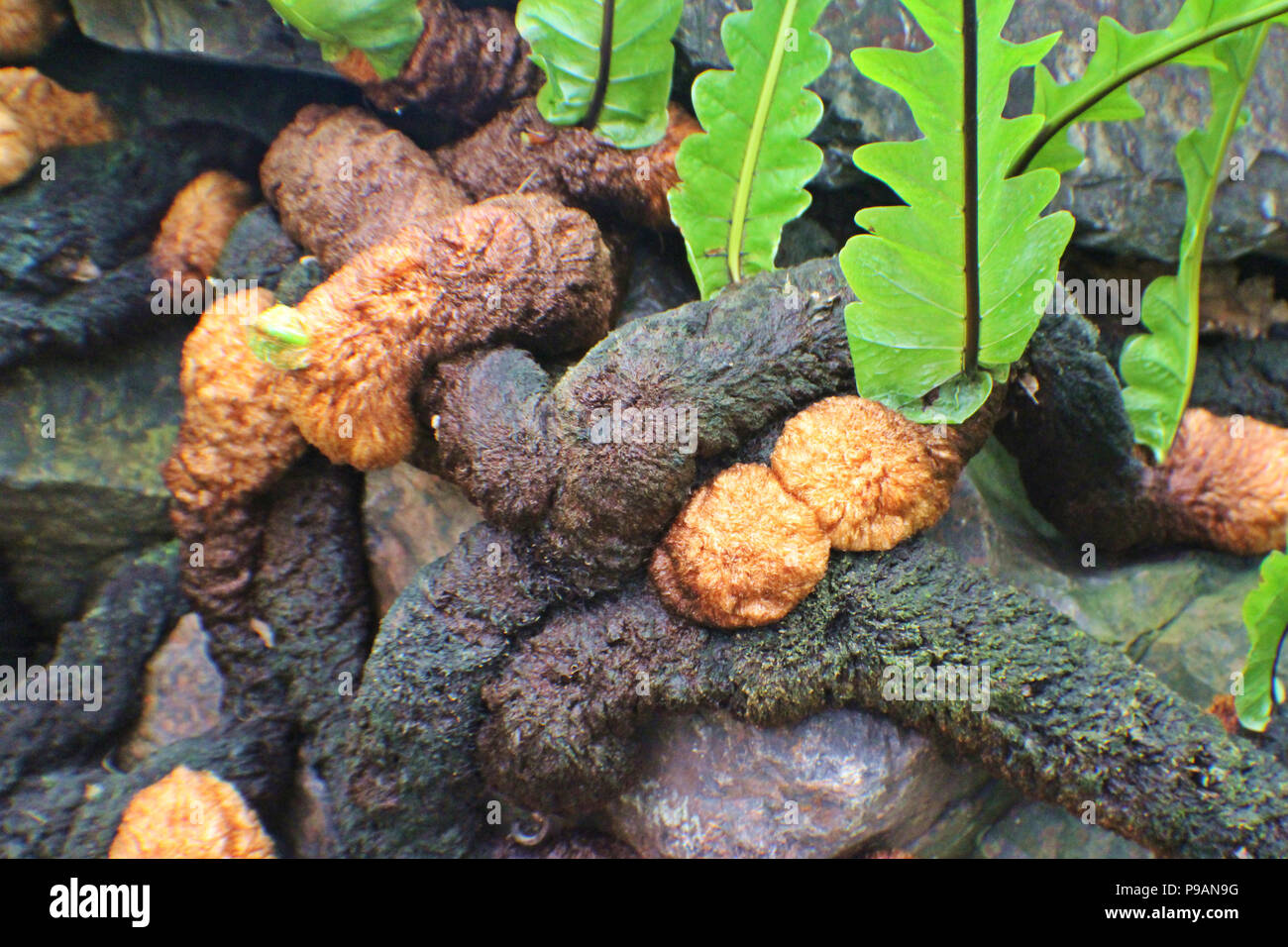 The bears paw hi-res stock photography and images - Alamy