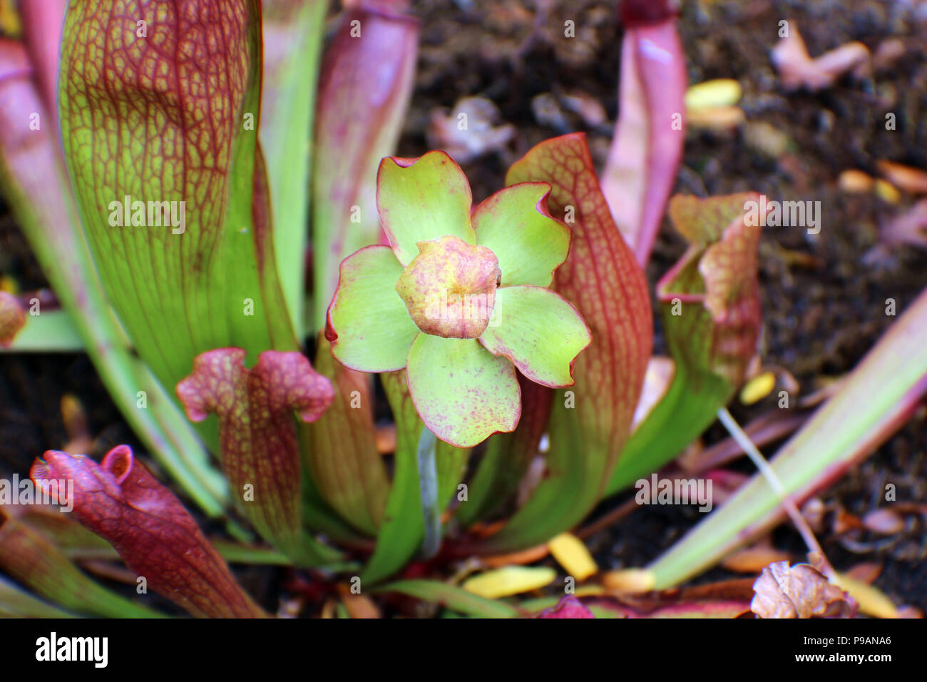 Pitcher Plant Sarracenia Purpurea High Resolution Stock Photography and ...