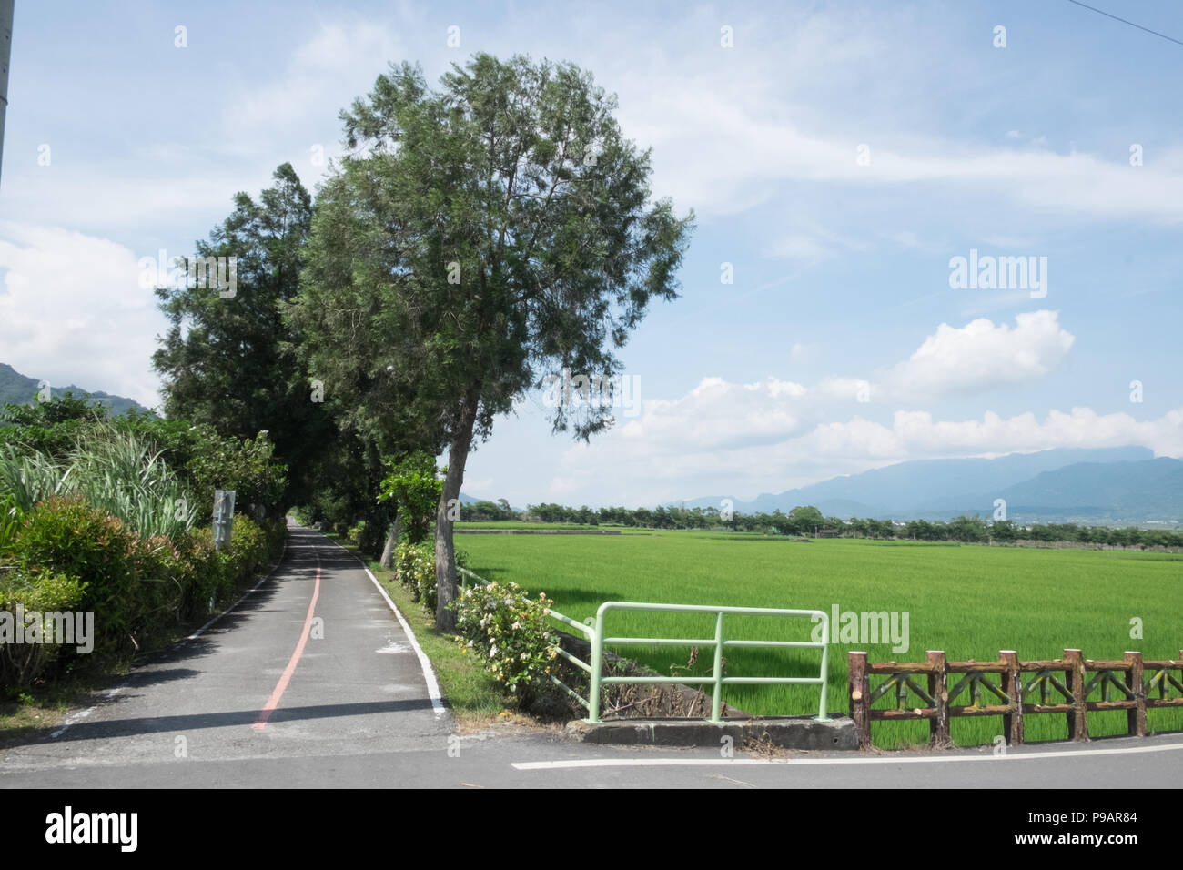 Guanshan,popular,cycling,bicycle,path,circle,loop,around,rice,fields ...