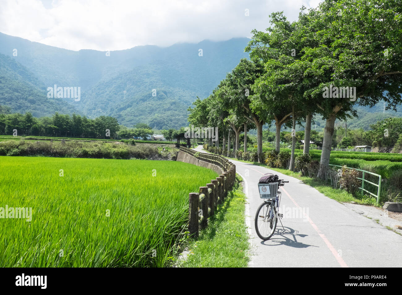 Guanshan,popular,cycling,bicycle,path,circle,loop,around,rice,fields ...