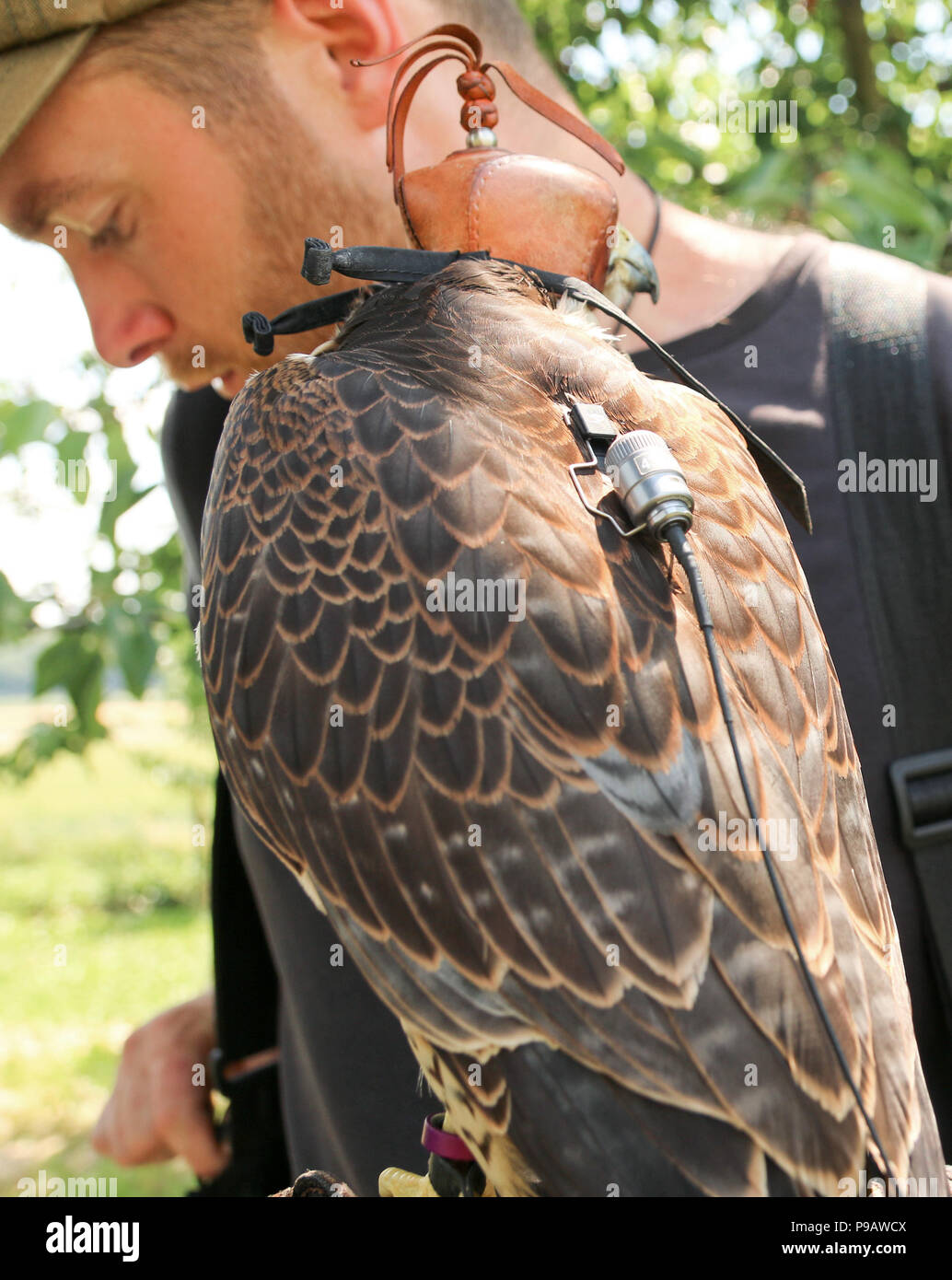 Graefenberg, Germany. 20th June, 2018. A falcon wearing a tracking ...