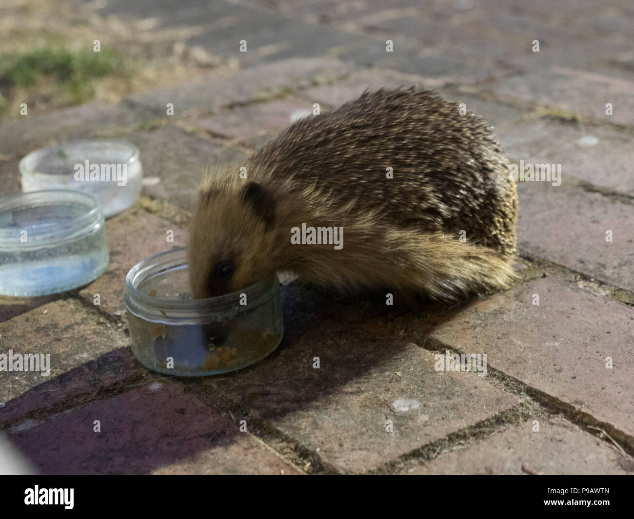 Hedgehog hedgehog hi-res stock photography and images - Alamy