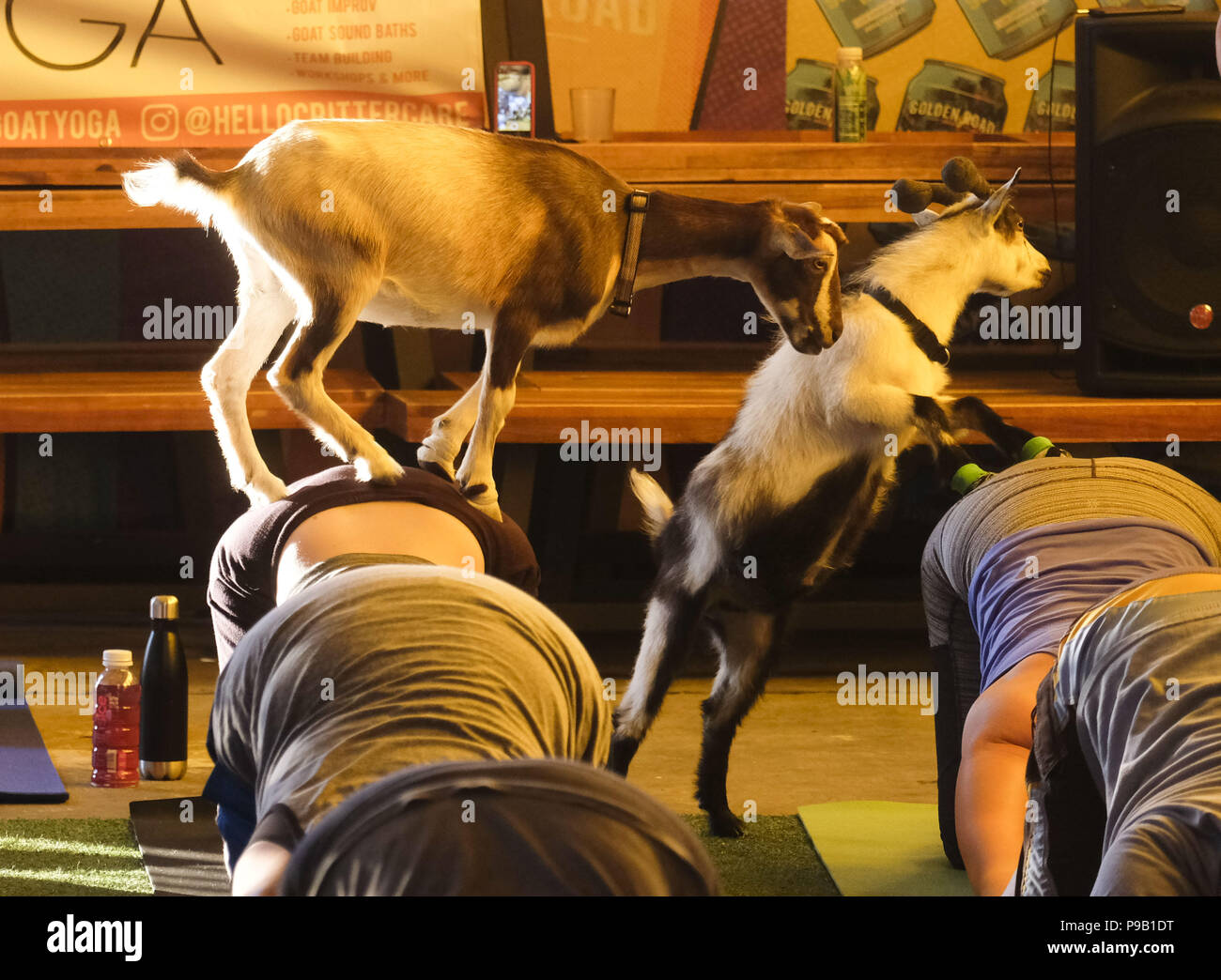 Goat yoga hi-res stock photography and images - Alamy